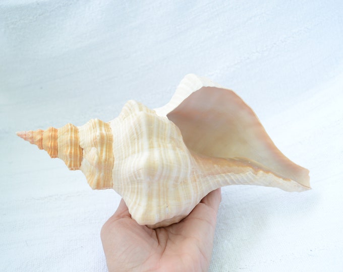 Conch Shell, Vintage Maps, Old Nautical Maps, Nautical, Coastal Home ...