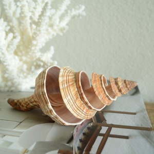 100% Real Striped Fox Conch Shell Cut Natural Seashell Beach Nautical ...