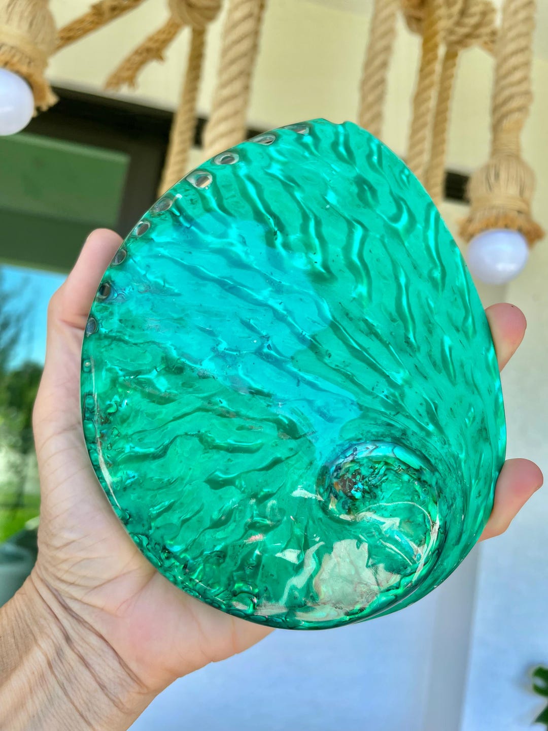 XL 5.5-6" High Gloss Polished Green Abalone Seashell Midas Iridescent ...