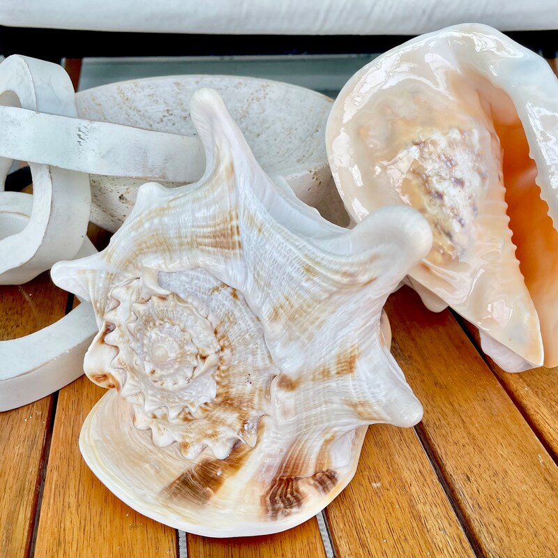 SanibelCoralandShell - Etsy