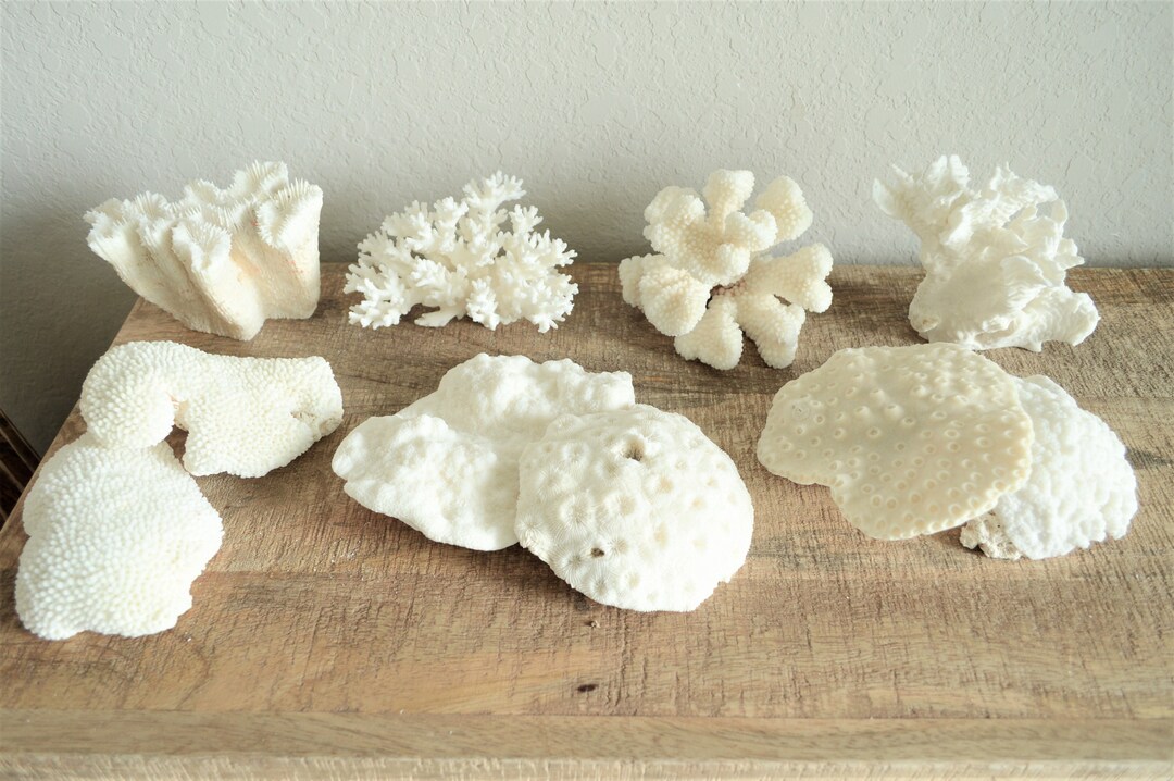 Set of 3 Assorted Genuine Sea Coral Set You Pick Size 4-6" Ocean Reef ...