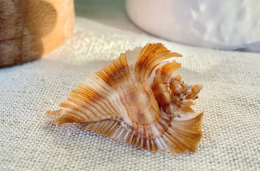 Rare Miyokoae Murex Collector Shell Small Seashell 1-2" Beige Brown ...