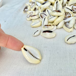 Bulk 100pc Sliced Cut Money Cowry Cowries Jewelry Shell Crafts Coastal ...