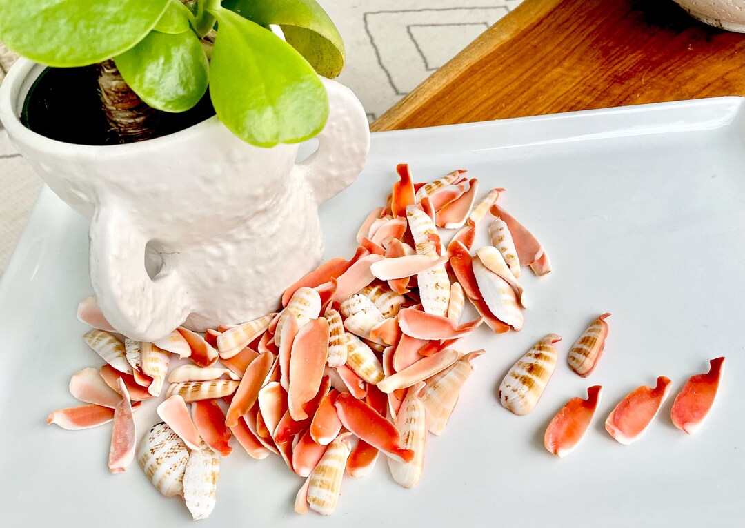 RED LIP SLICED Cut Shells *100 Slices* 1.5-2" Natural Colored Small ...