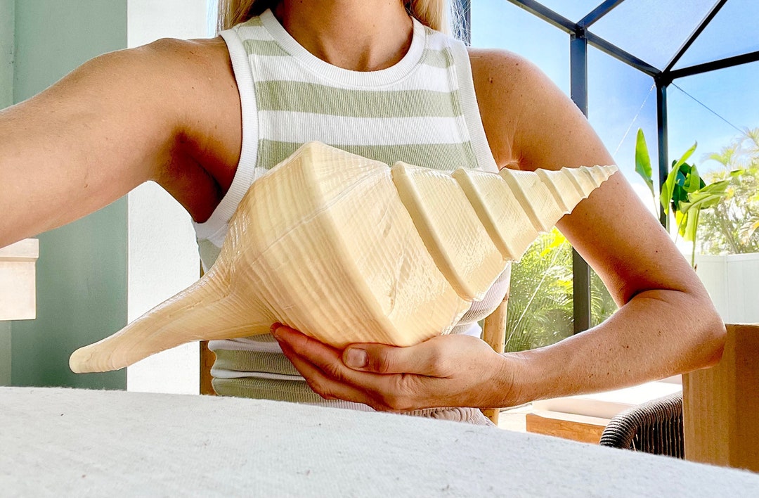 AUSTRALIAN TRUMPET SYRINX *you Choose Size* 16-23" Long Rare Aruanus ...