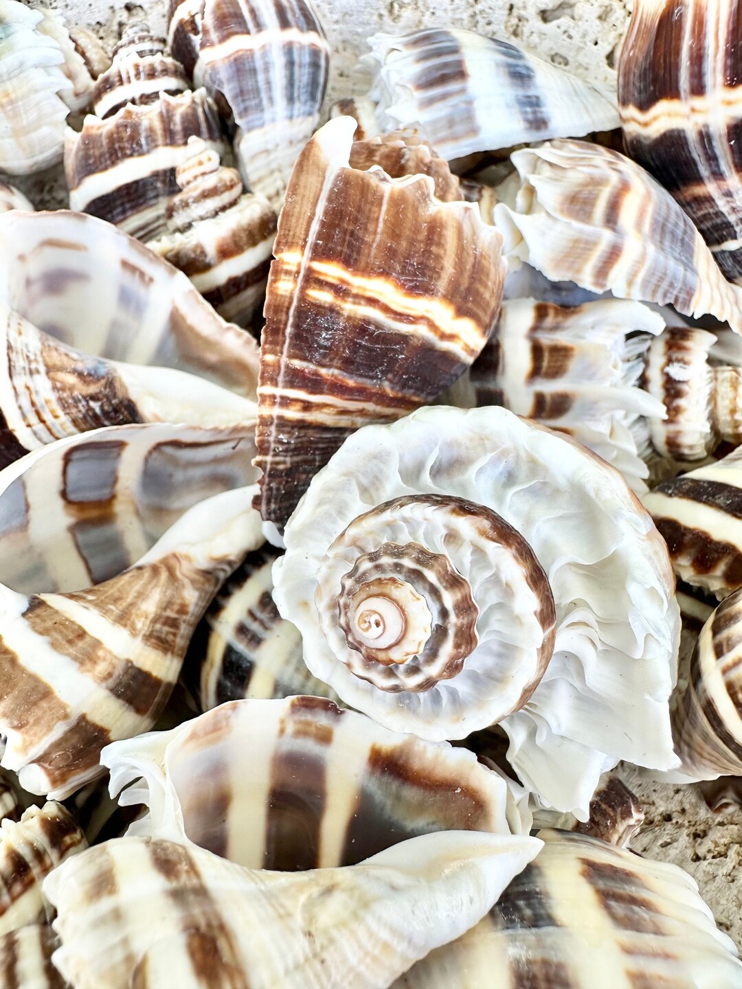 Set of 3 Florida King Crown Spikey Conch Sea Shell 2.5-3.5" Display ...