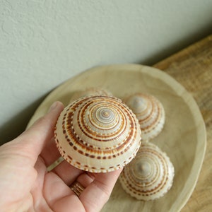 Sundial Seashells .5-2” You Pick Size Sea Shells Beach Wedding Décor ...