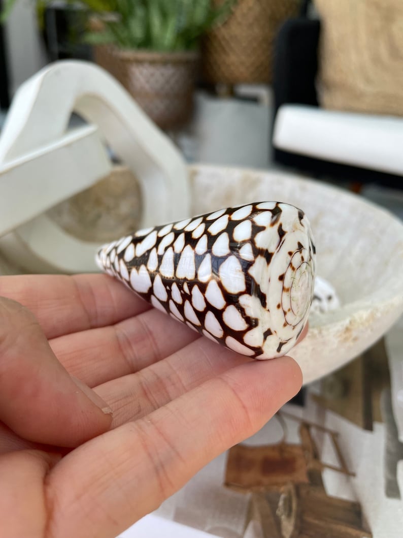 MARBLE CONE SHELLS *all Sizes* Natural White Brown Spots Modern Décor ...