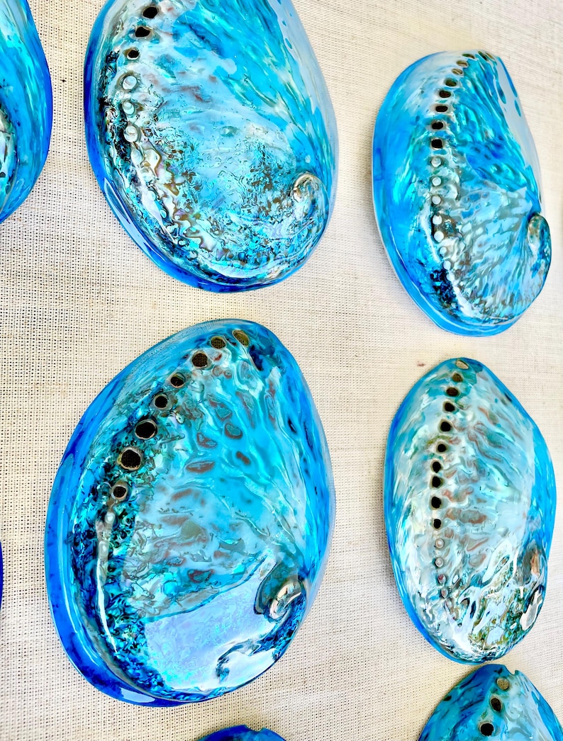 Blue Abalone Shell (5.5-6") High Gloss Polished Seashell Collectors ...