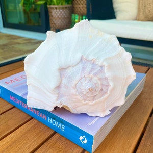 HUGE Vintage White Lightning Whelk Conch Seashell X-large 10-12" Shell ...