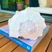 HUGE Vintage White Lightning Whelk Conch Seashell X-large 10-12" Shell ...