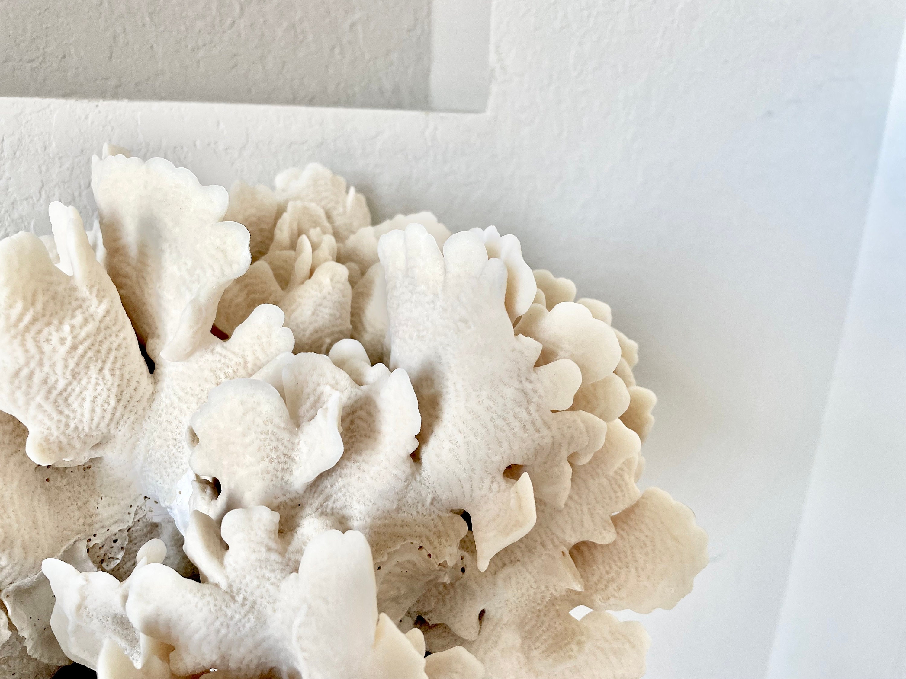 CACTUS CORAL Beige *all Sizes* Authentic Natural Real Sea Fossil ...