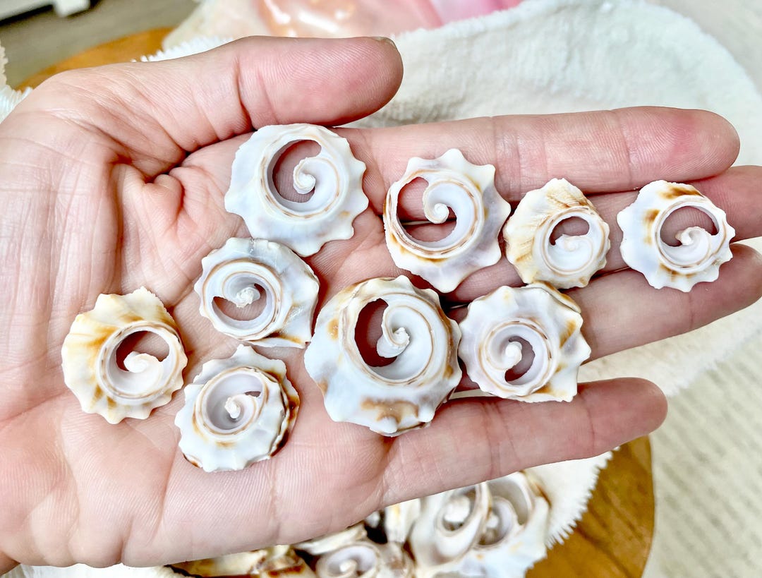 SPIRAL WHELK CUTS Shells *you Choose Quantity Size* 1"-2.5" Natural ...