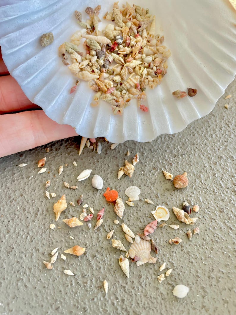SUPER MICRO Shells *pack of 25* Deep Ocean Seashells 5-10mm, Less Then ...