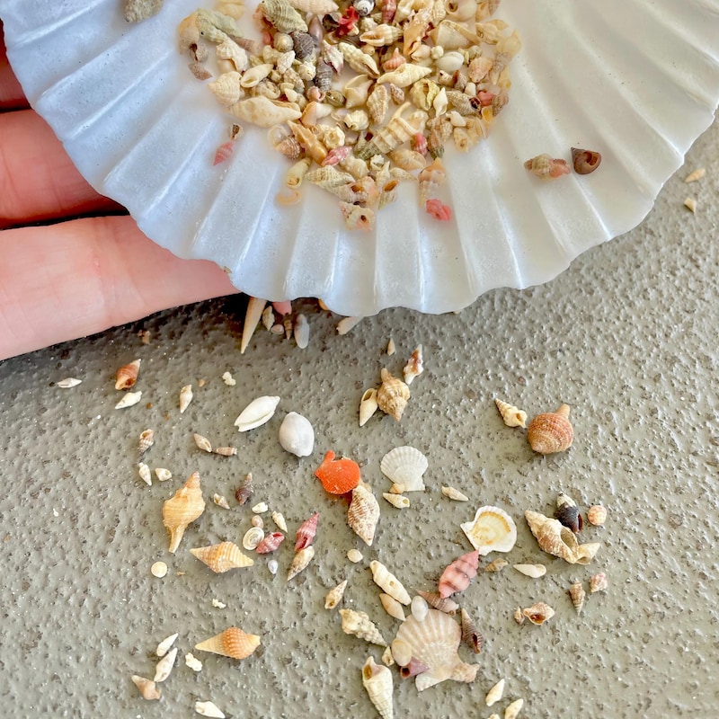 Japan Hebrew Shells - Etsy