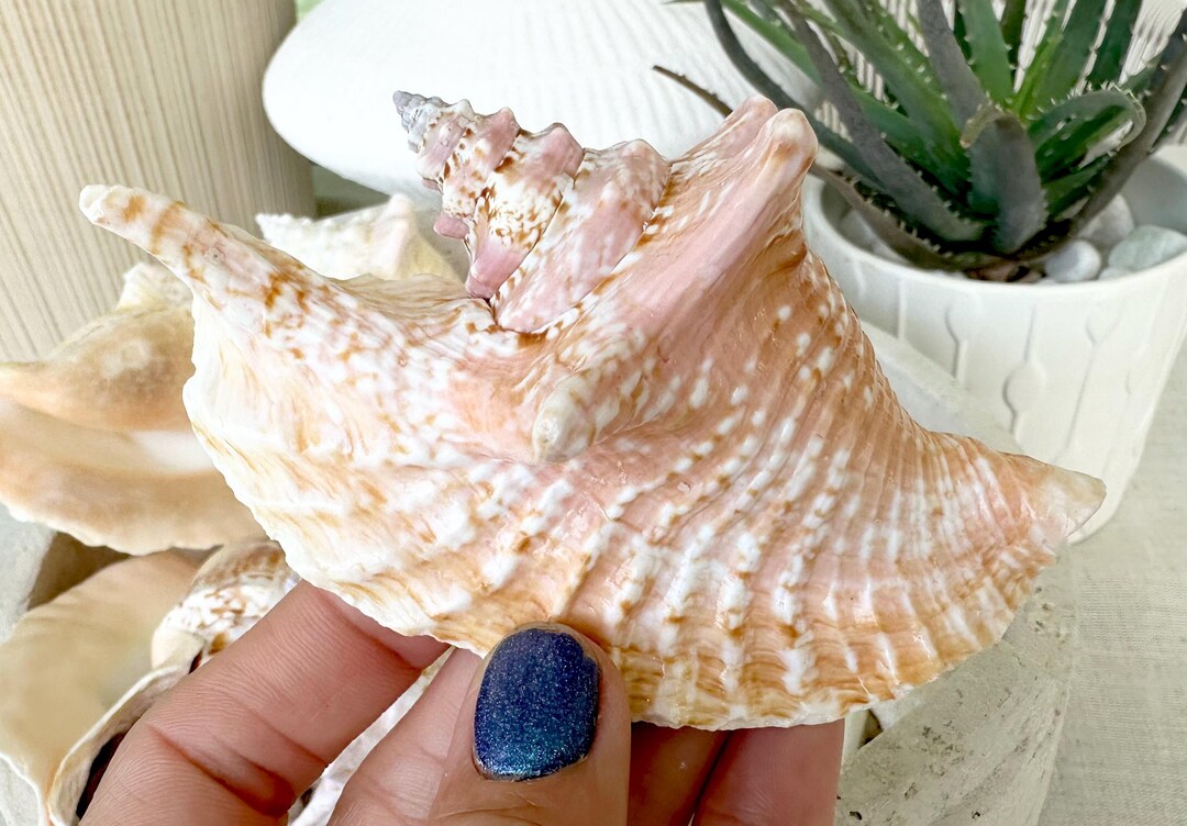 100% Natural Rooster Conch Shell Seashell You Pick Size 3-6" Coastal Beach Nautical Décor ...