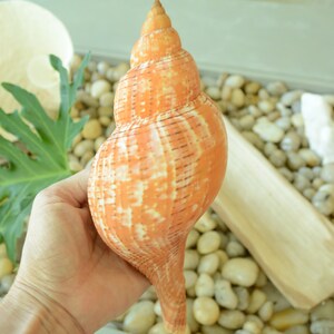 Florida Banded True Tulip Seashell 5-8" YOU PICK SIZE Sea Shell Brown ...