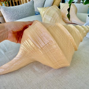 AUSTRALIAN TRUMPET SYRINX *you Choose Size* 16-20" Long Rare Mammoth ...