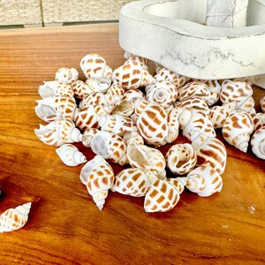 1-1.5 Babylonia Areolata Spotted Seashells YOU PICK QUANTITY Small ...