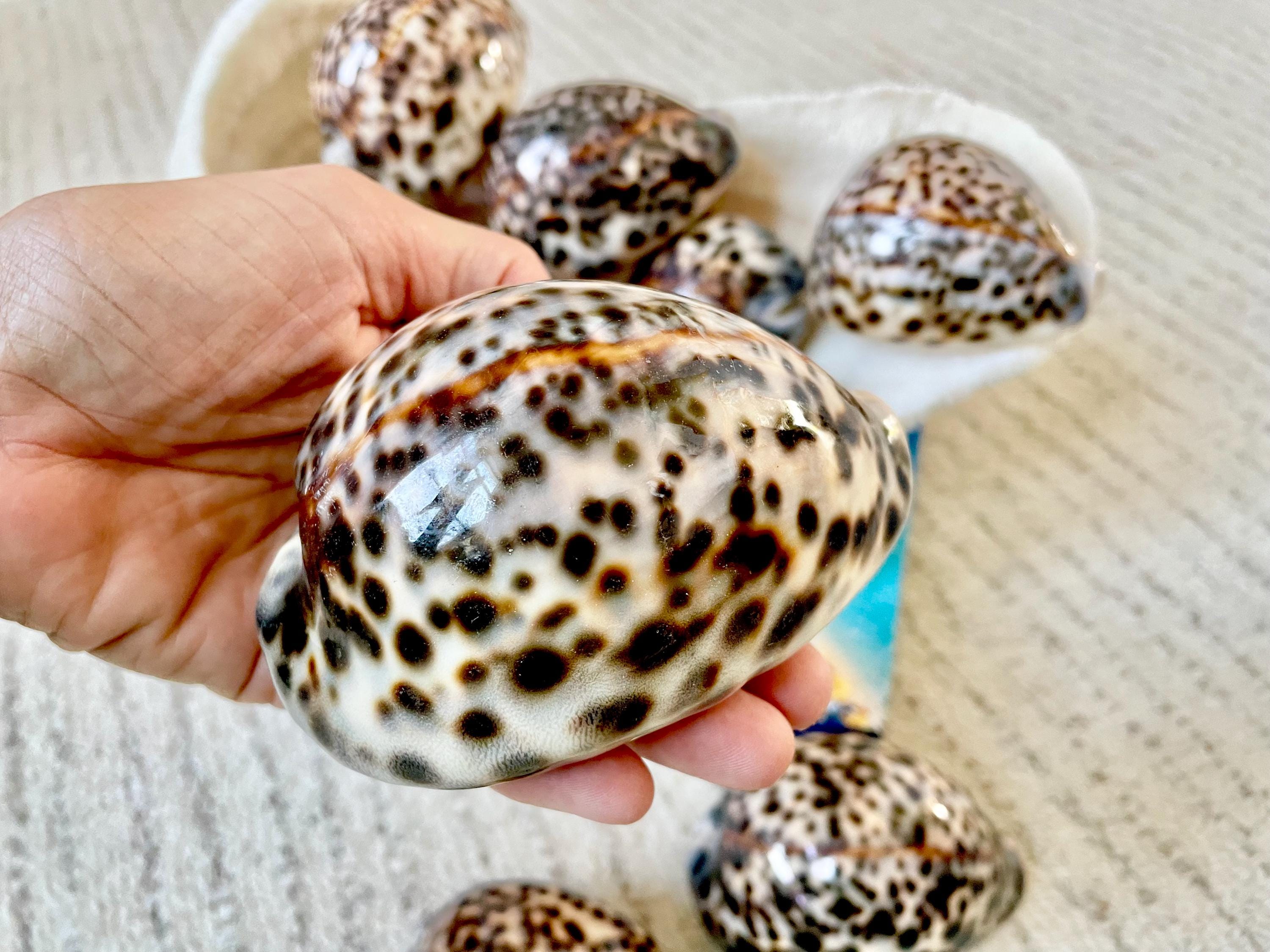 AFRICAN TIGER COWRIE Xl Shell 3-4