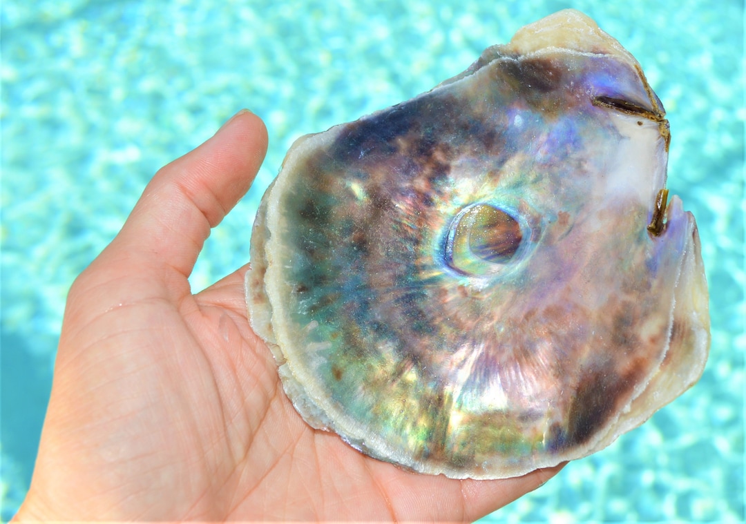 SADDLE OYSTER SHELLS 4-6