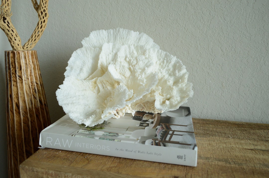 Genuine Sea STAR MERULINA Cup Coral Real Natural Ocean Art Centerpiece ...