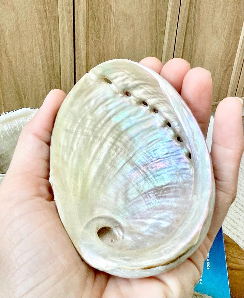 BLUE GREEN RAW Abalone Shells *all Sizes* Iridescent Silver Seashell ...