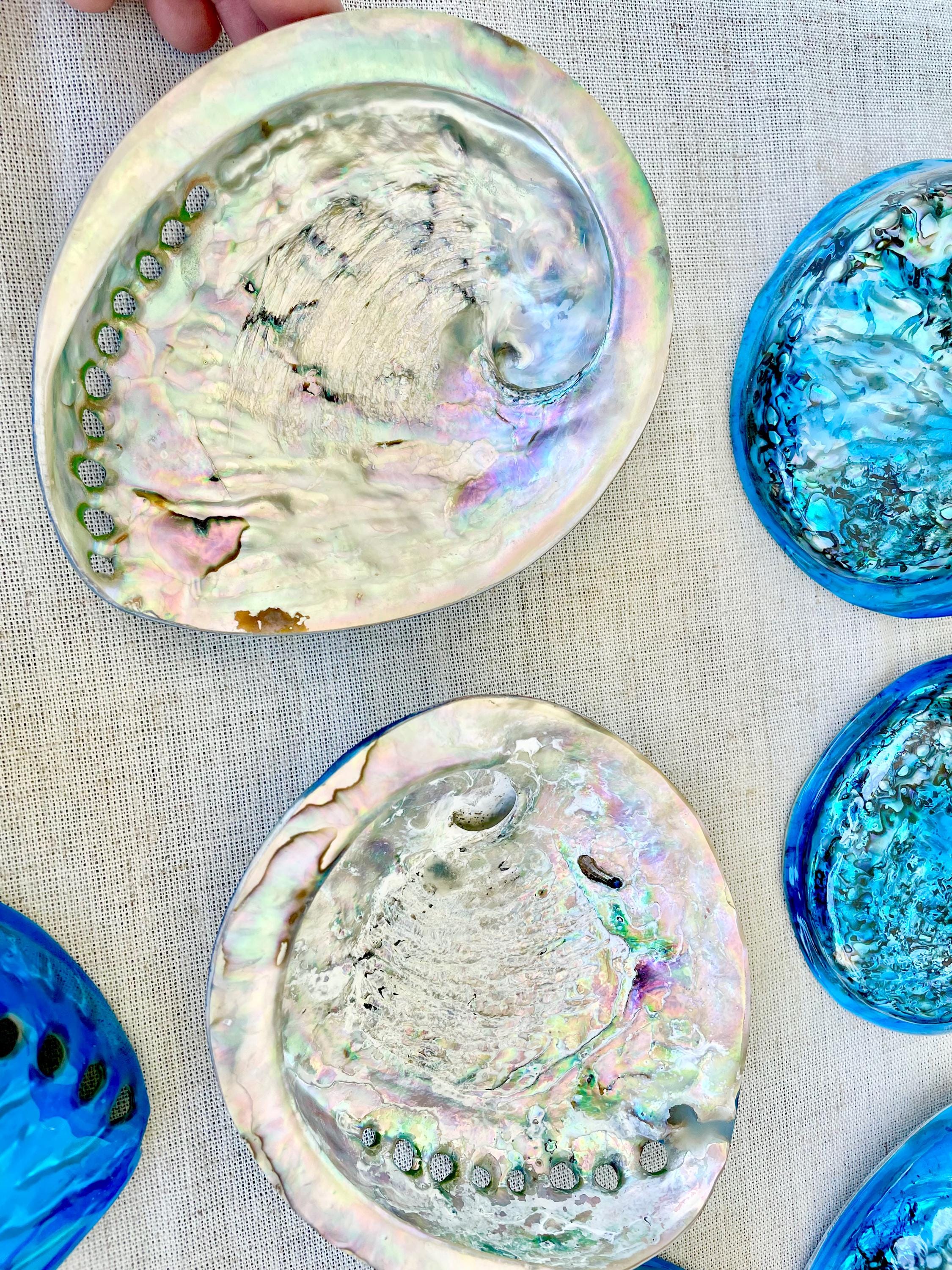 Blue Abalone Shell (5-6") High Gloss Polished Seashell Collectors ...