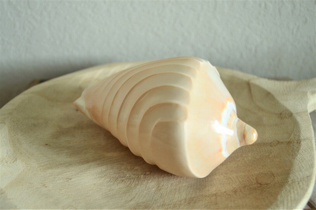 5-6 Voluta Nobilis Glossy Polished Conch Shell Carved - Etsy