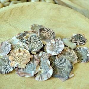 Baby Flat Seashells 1-2" YOU PICK QUANTITY Speckled Scallops Craft ...