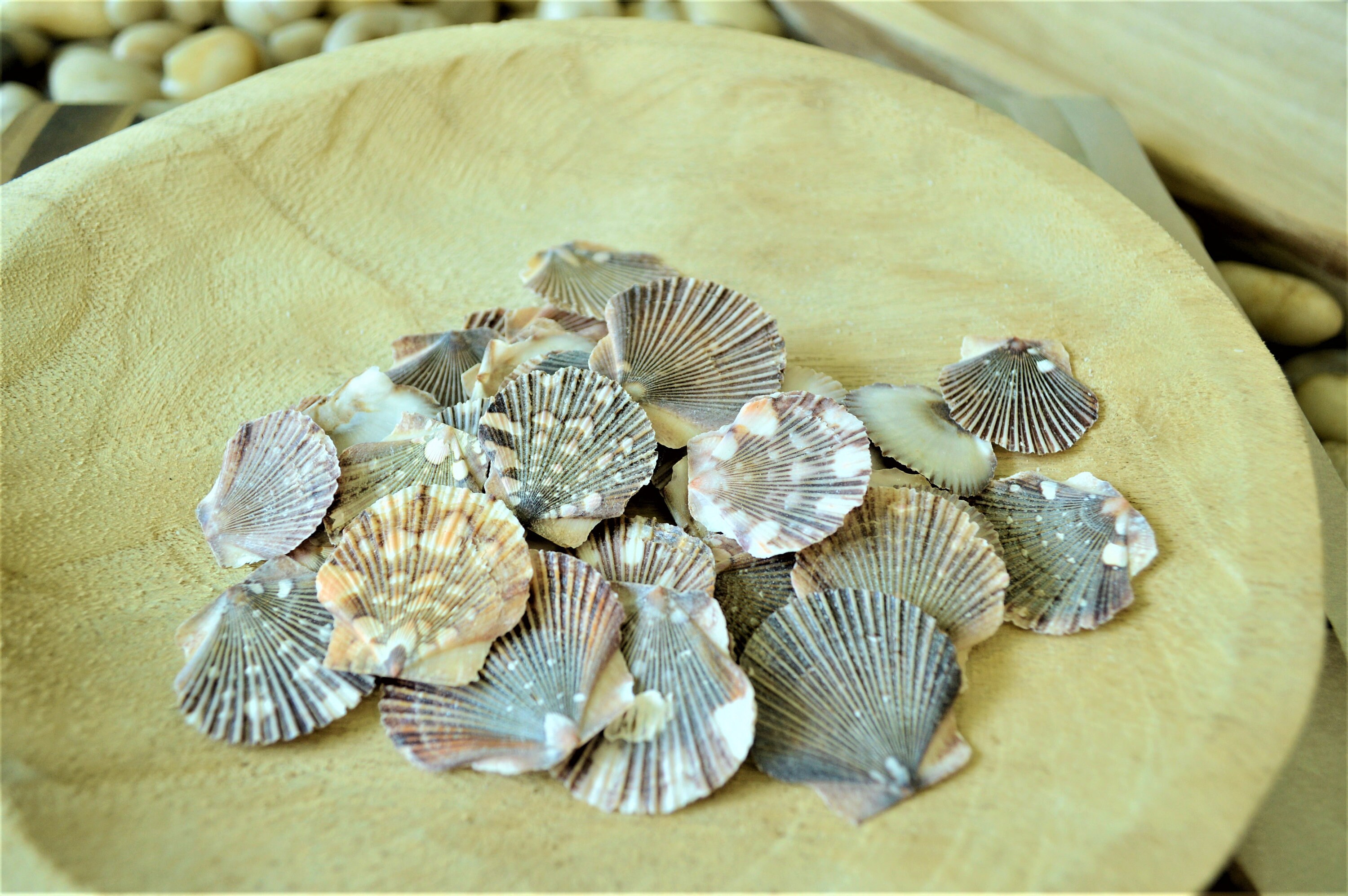 BABY FLAT SCALLOP Shells *bulk 2.2 Lbs. Hundreds* Natural Colorful 1-2 ...