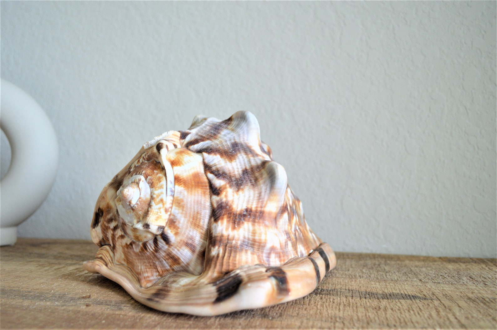 KING HORNED HELMET Shell *all Sizes* Natural Brown Patterned Display ...