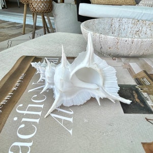 Alabaster Murex Shell 5-6" Natural Specimen Display Coastal Décor White ...