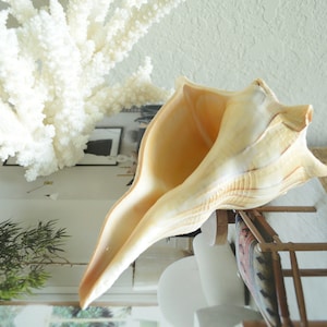 Lightning Whelk Conch Shell 3-13" Seashell -you Choose Size- Sea Shell ...
