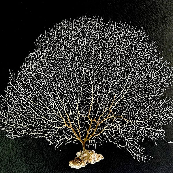 Sea Fan Large - Etsy