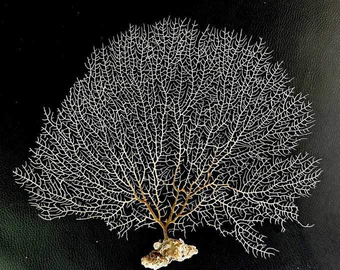 Framed White Sea Fan Set, Coastal Blue Linen Wall Art (15x12) - Etsy