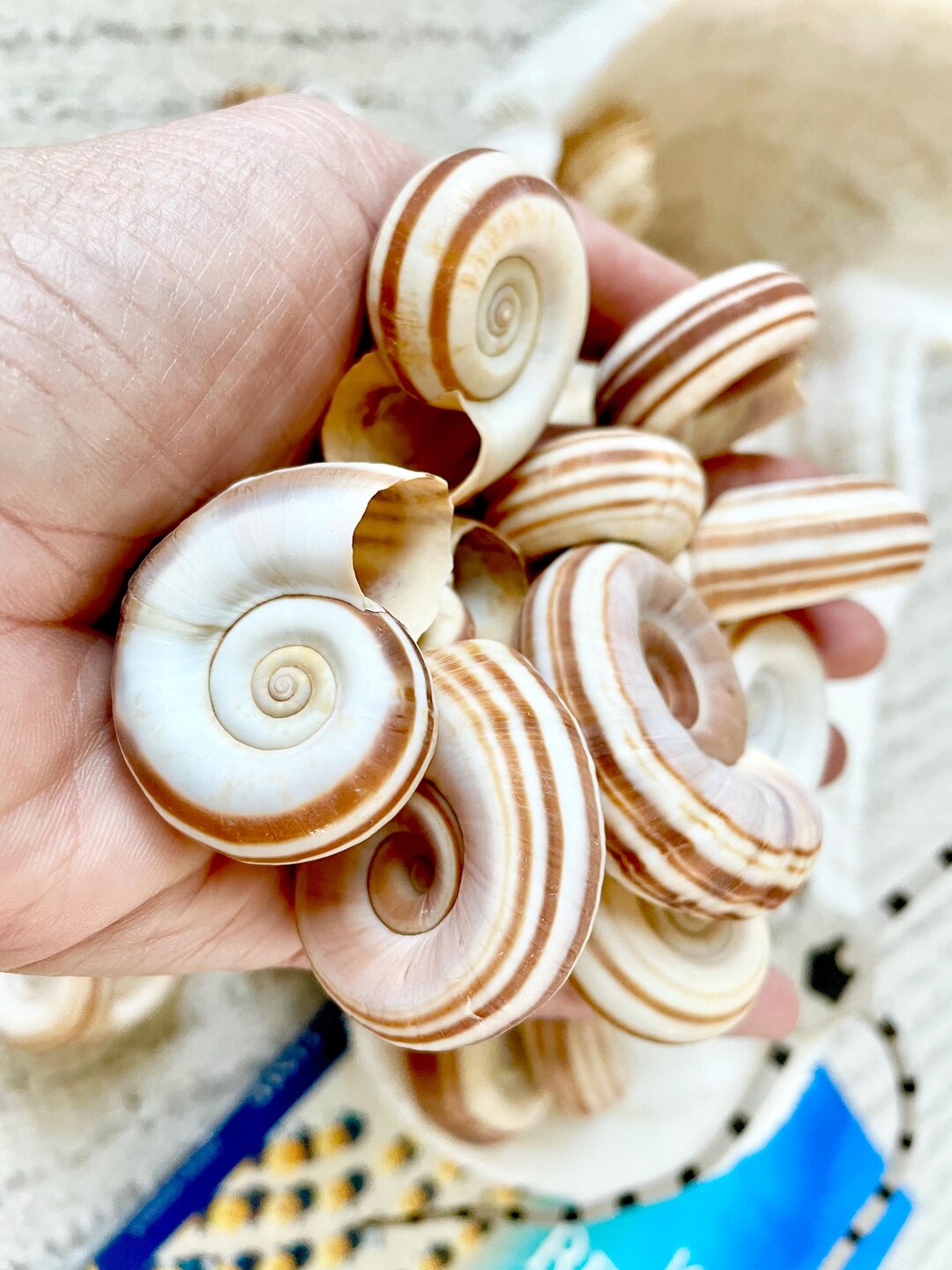 RAMS HORN SNAIL Shells 1.5-2" White Brown Stripes Small Craft Jewelry ...