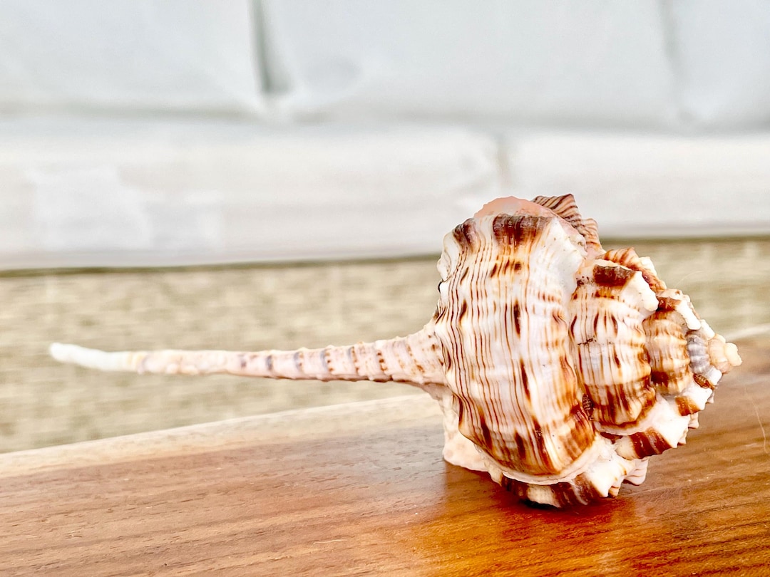 ALL SIZES Snipes Bill Murex Pink Seashells 100% Real 2-6" Long Beach ...