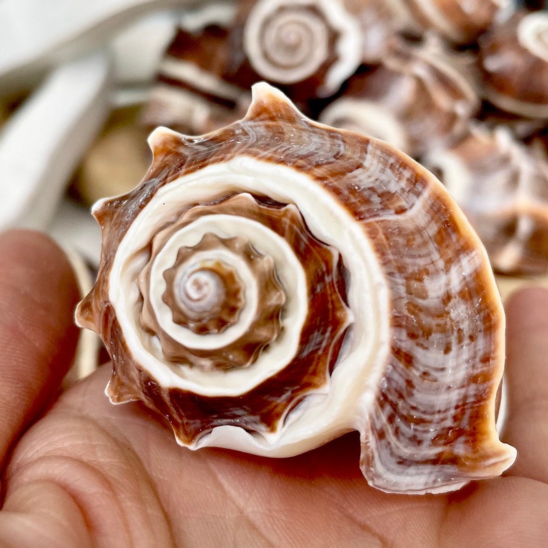 Sea Shell Crown - Etsy