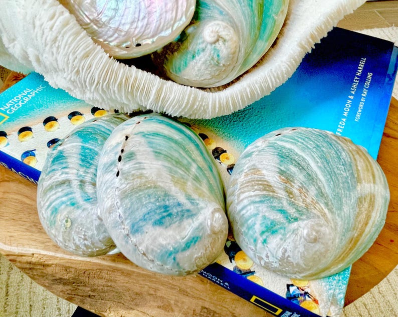 BLUE GREEN RAW Abalone Shells *all Sizes* Iridescent Silver Seashell ...