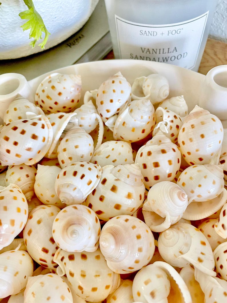 Scotch Bonnet Shells* You Choose Quantity* 1.5-2" White Brown Small ...