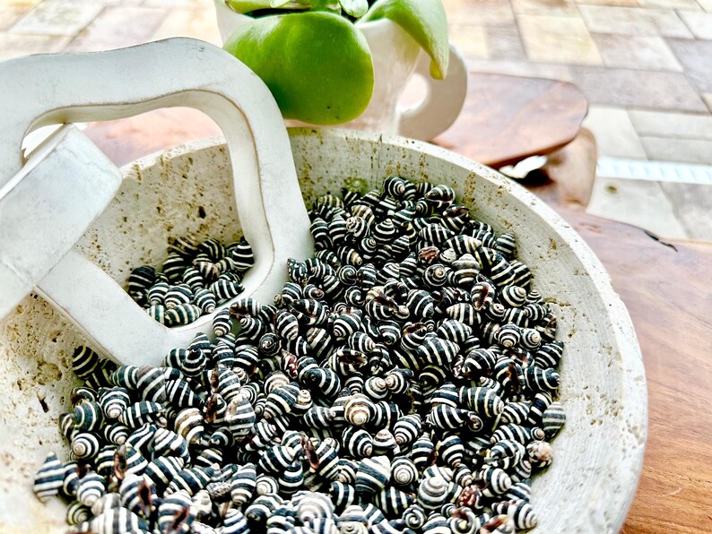 BEEHIVE BUMBLEBEE SHELLS 1/4-1/2" *you Choose Quantity* Black White ...