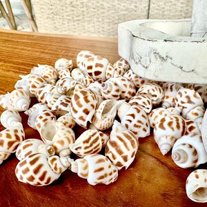 1-1.5 Babylonia Areolata Spotted Seashells YOU PICK QUANTITY Small ...