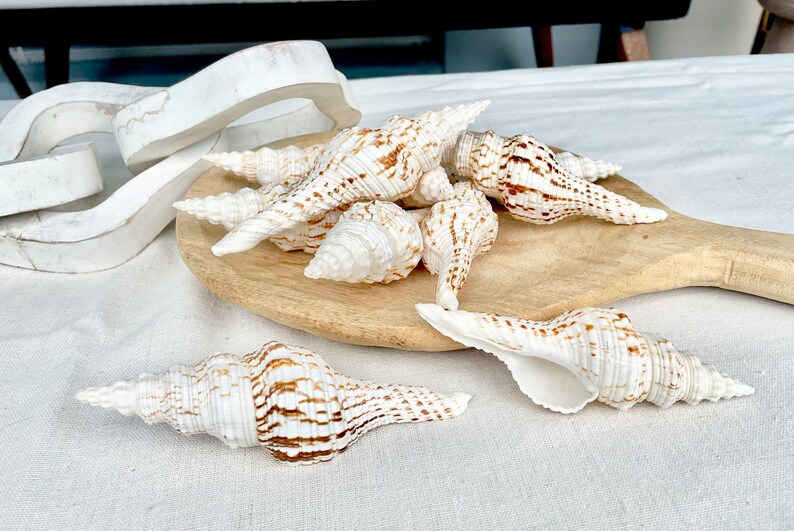 Spindle Conch Shells, Set of 3 *all Sizes* Brown White Coastal Home ...