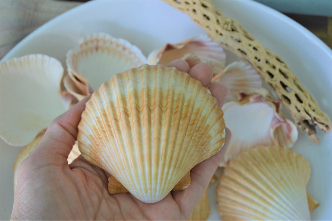 Mexican Deep Scallop Baking Shells Beach Coastal Crafts & Décor Candle ...