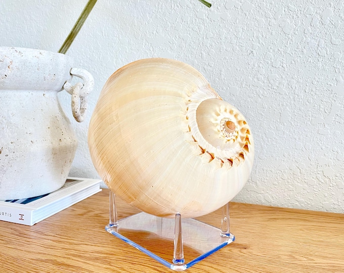 Large Clear Lucite Display Stand, Seashell & Coral Riser (6.25 X 4.5 X ...