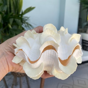 FLUTED CLAM PAIR Shell *all Sizes* Natural White Scaly Squamosa ...