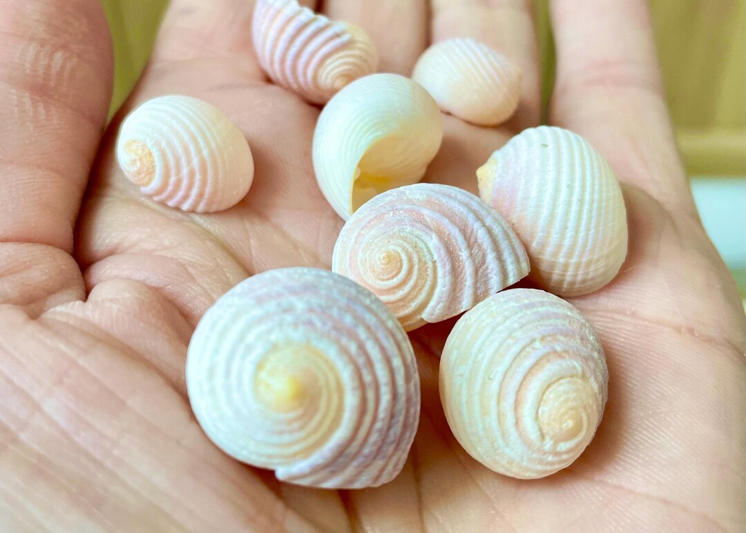 Pleated Nerite Shells 1/2"-3/4" *you Choose Quantity* Small Pink Ribbed ...