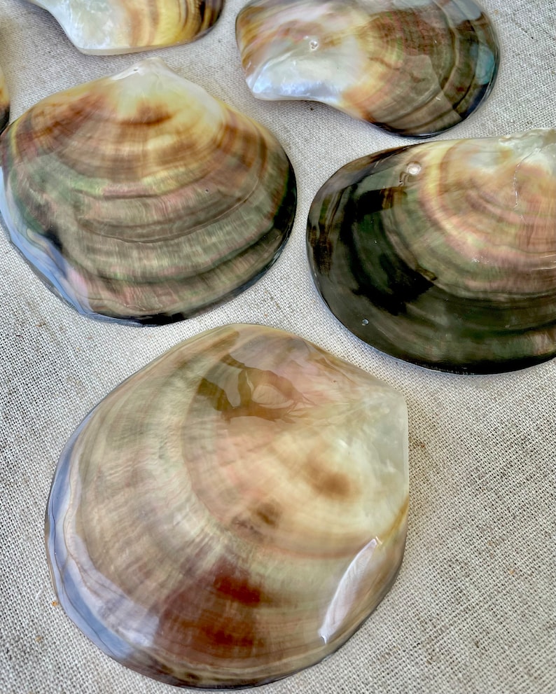 MOTHER OF PEARL Black Lip Oyster Half Shells 2-6" *you Choose Size ...