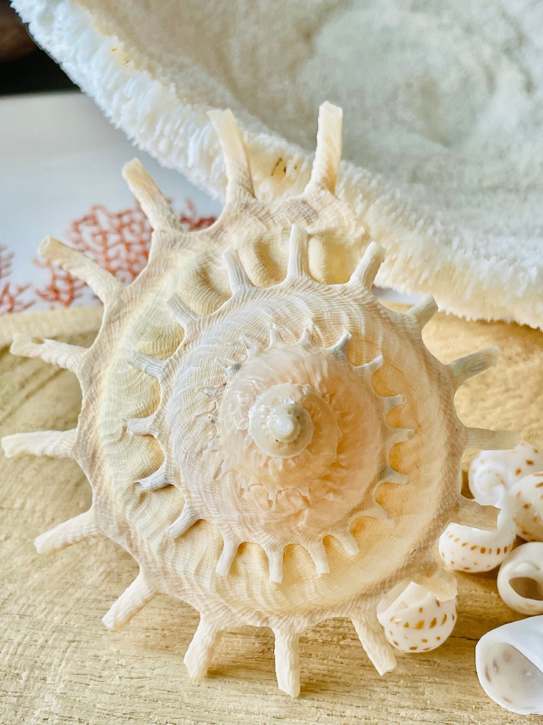 Rare Sun Carrier Seashell, Stellaria Solarius Display Shell (up to 5 ...
